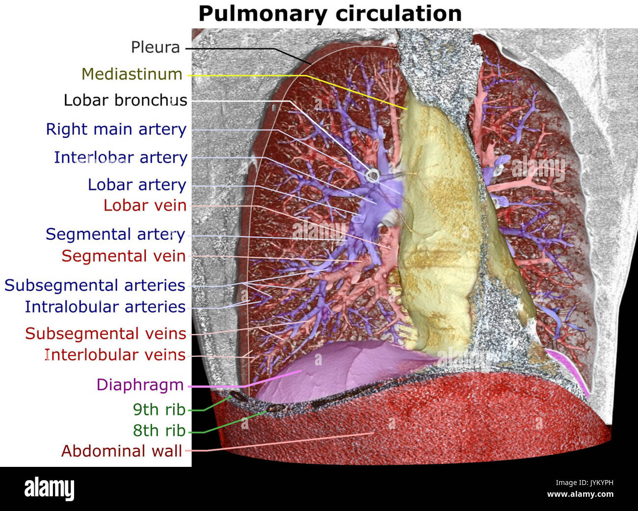 Thorax Drawing Stock Photos & Thorax Drawing Stock Images - Alamy
