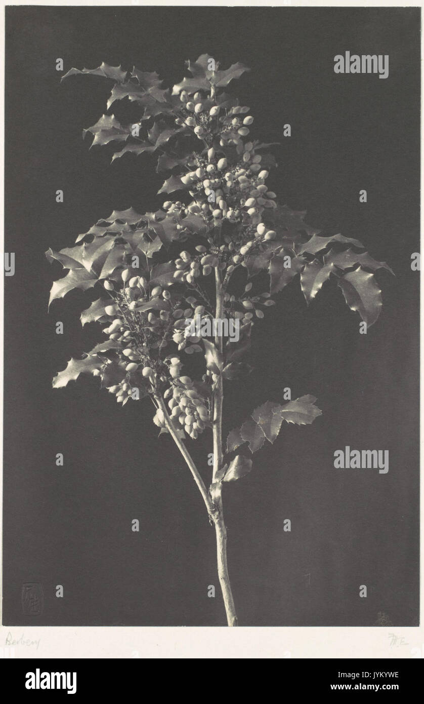 Stalk anatomy hi-res stock photography and images - Alamy