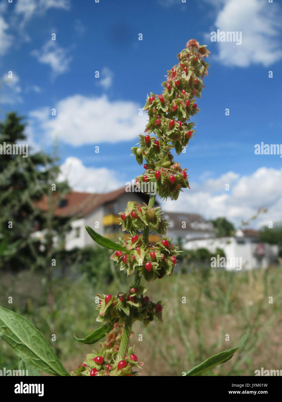 Perennial broadleaf hi-res stock photography and images - Alamy