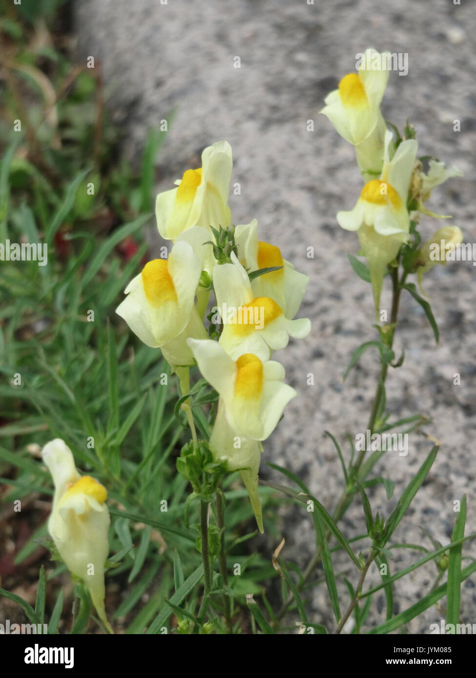 Linaria vulgaris common toadflax hi-res stock photography and images ...