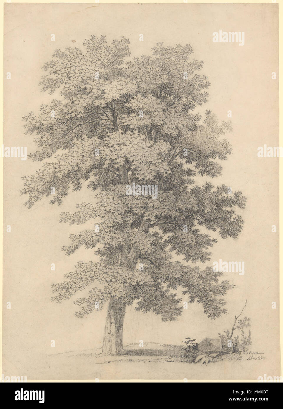 Distinctive tree hi-res stock photography and images - Alamy