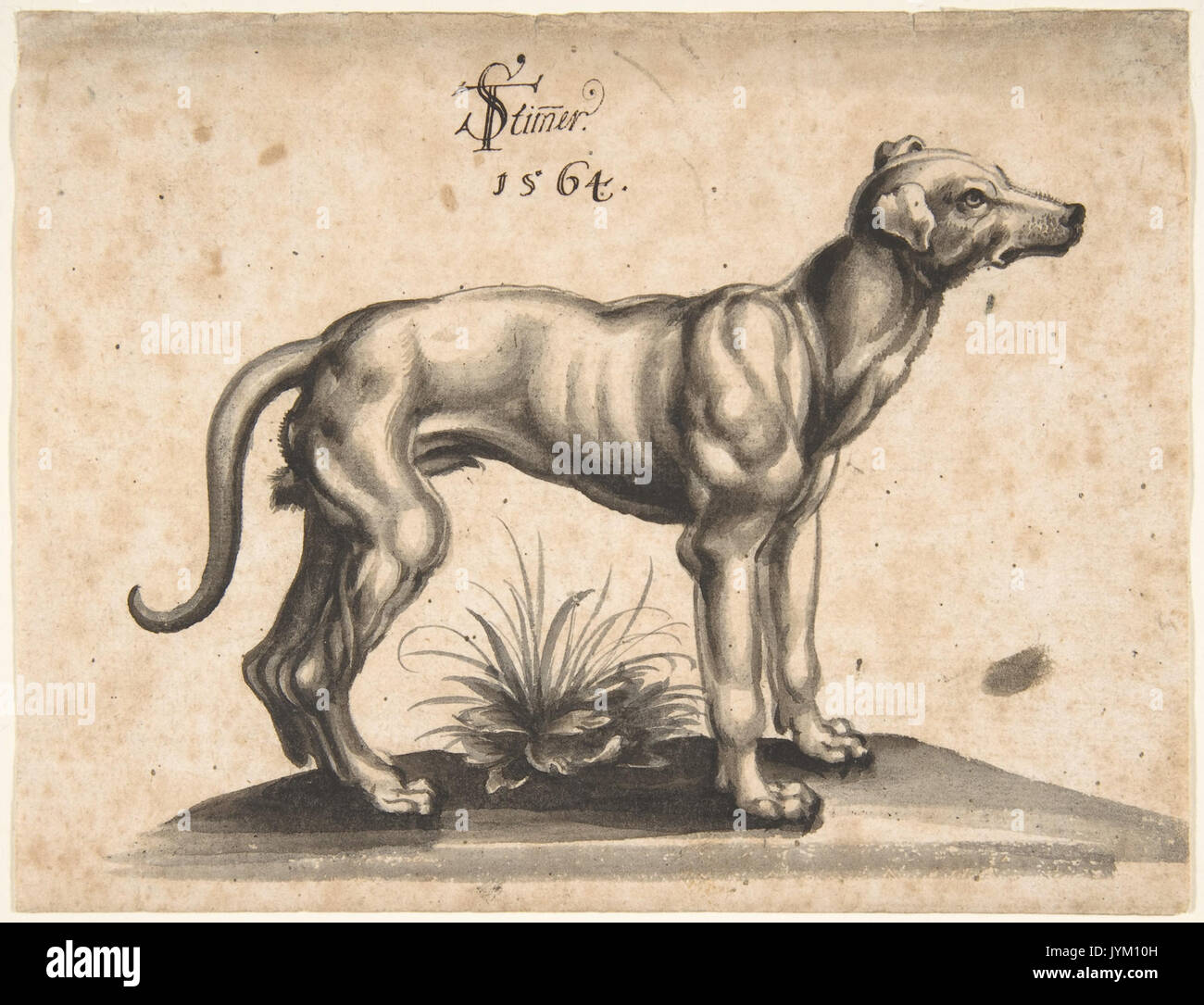 Dog looking right hi-res stock photography and images - Alamy
