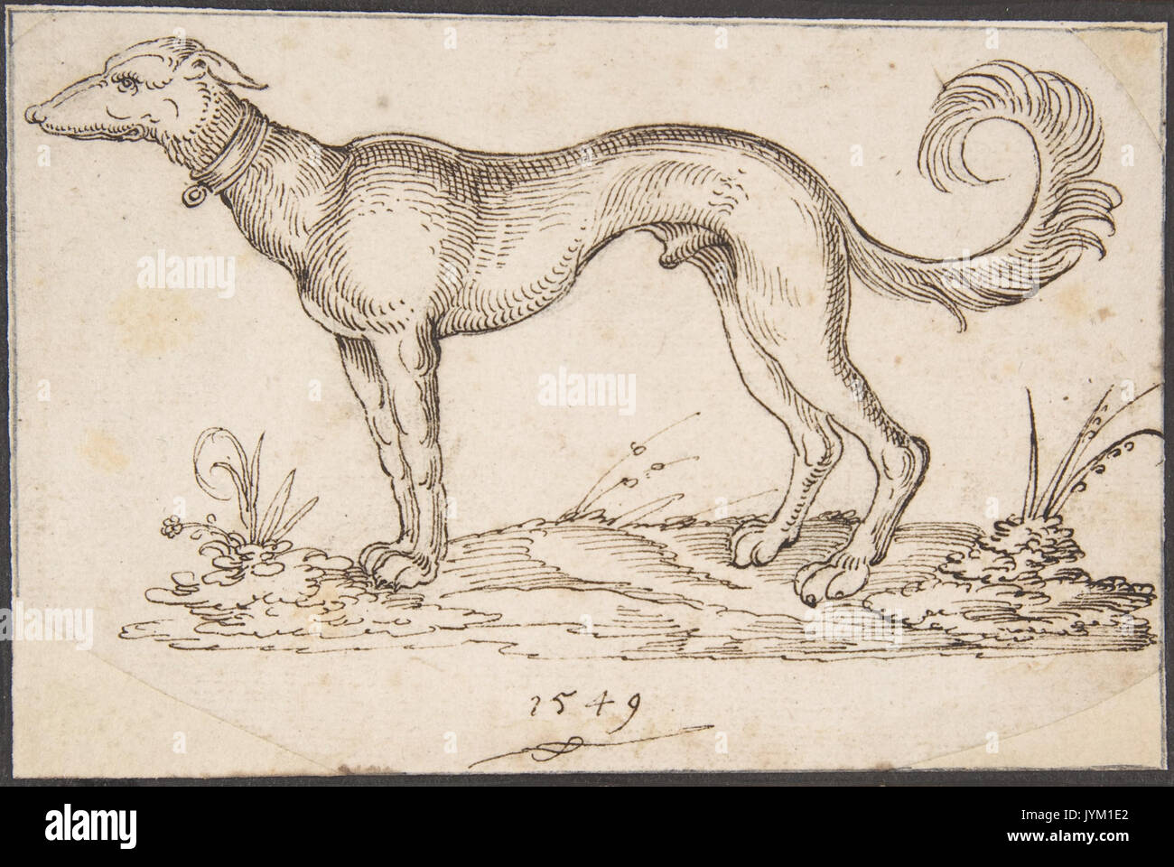 Left facing animal hi-res stock photography and images - Alamy