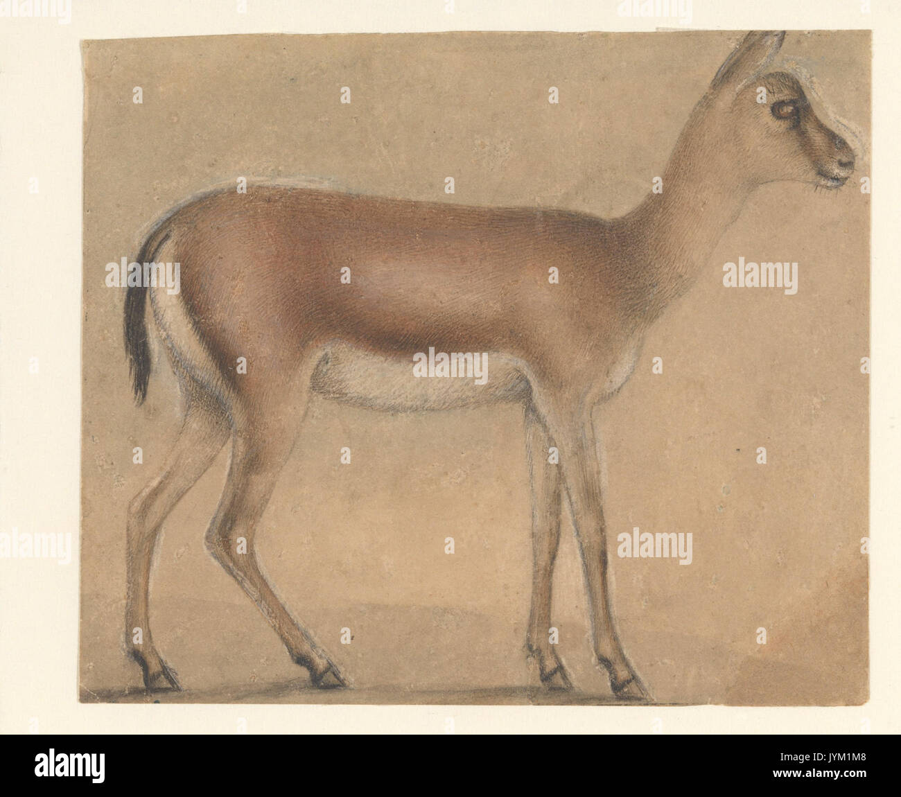 Gazelle map hi-res stock photography and images - Alamy