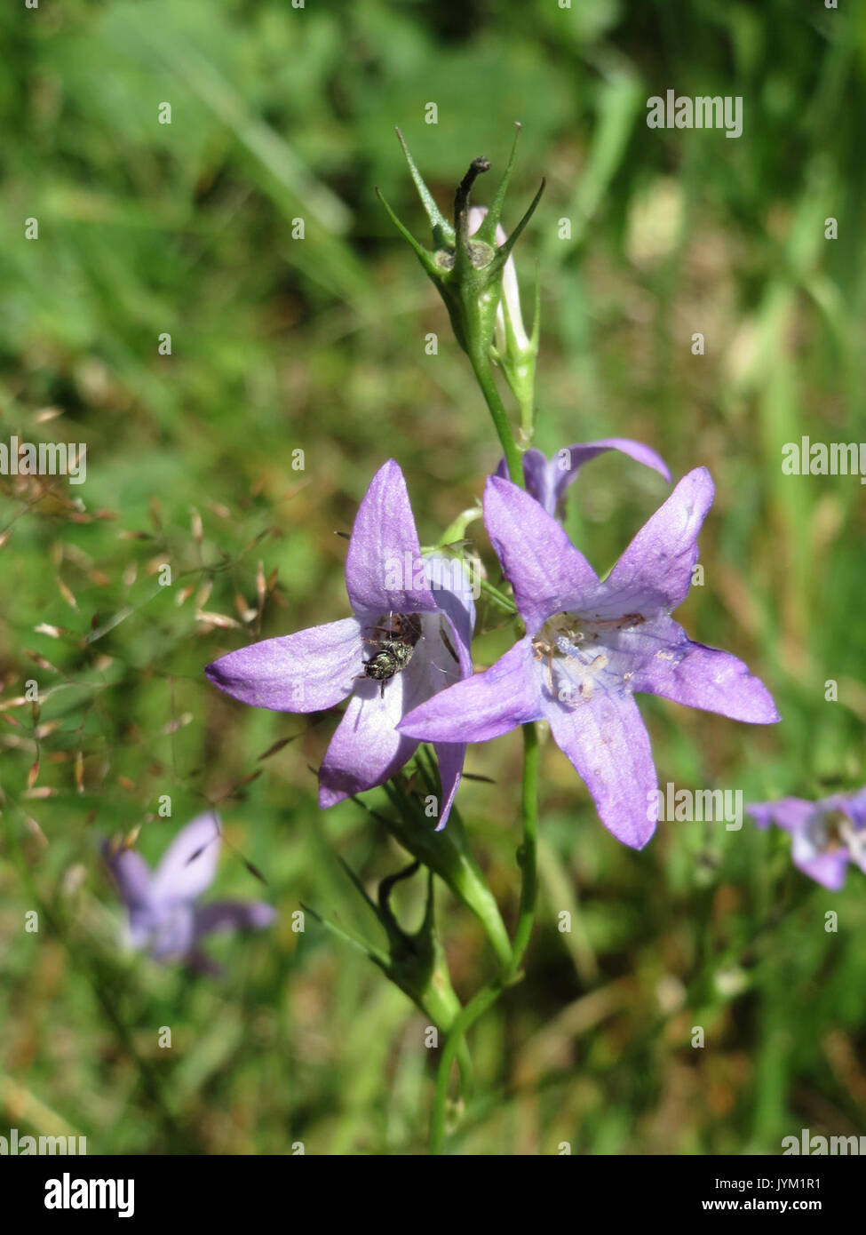 Campanula rapunculus campanula rapunculus hi-res stock photography and ...