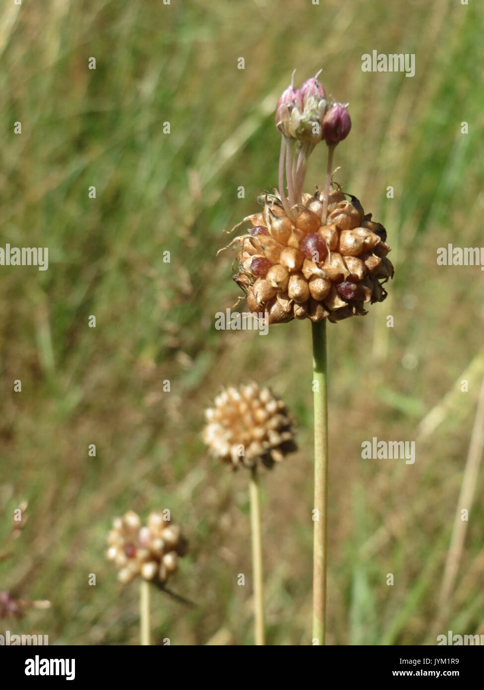 Allium family hi-res stock photography and images - Alamy