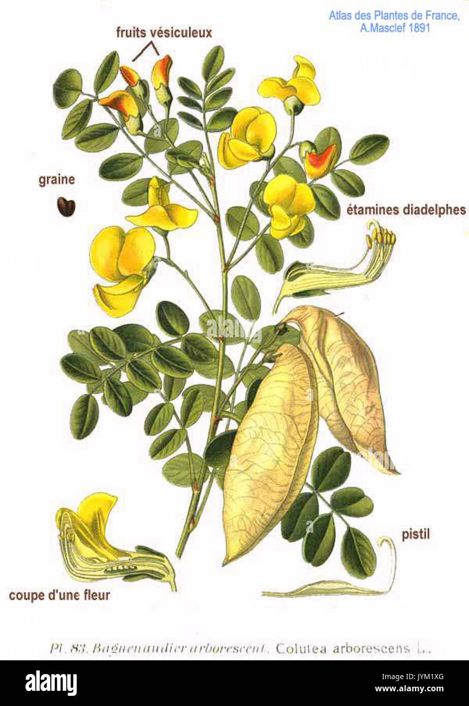 Colutea arborescens old illustration hi-res stock photography and ...