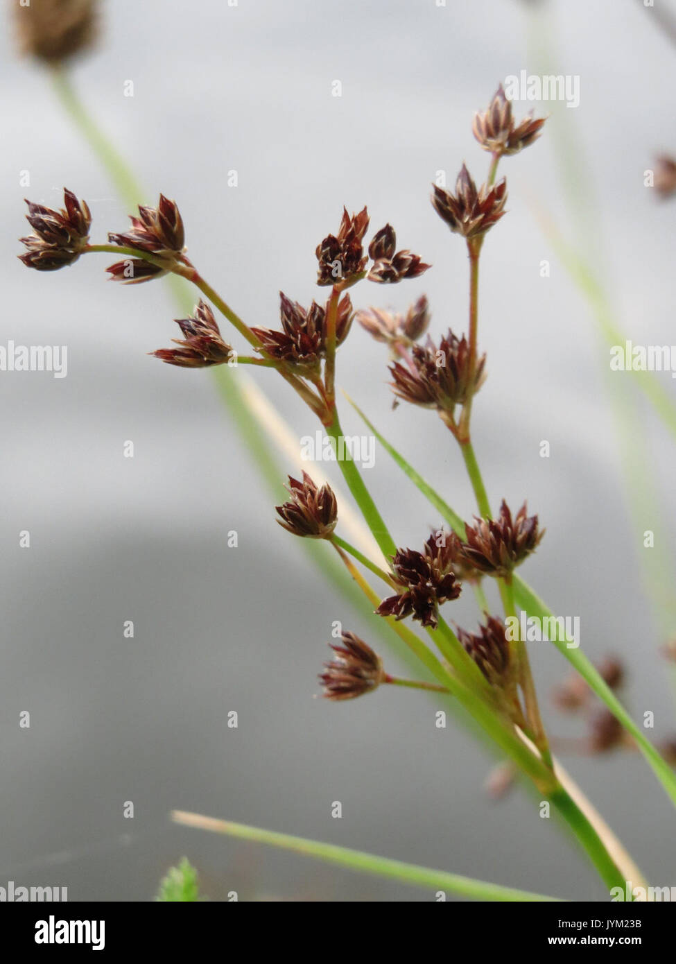 Juncaceae seed hi-res stock photography and images - Alamy
