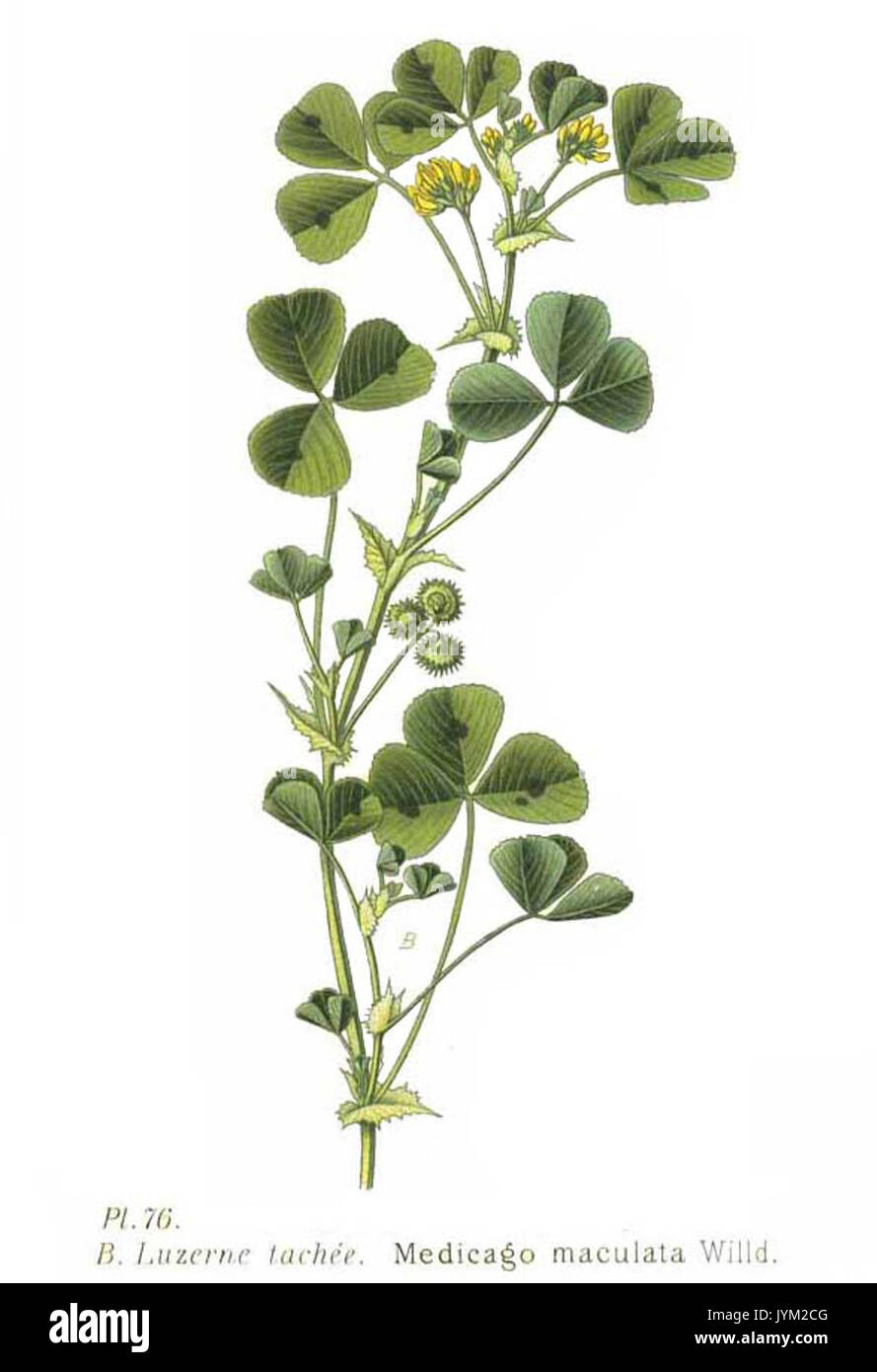 76 Medicago maculata Willd Stock Photo - Alamy