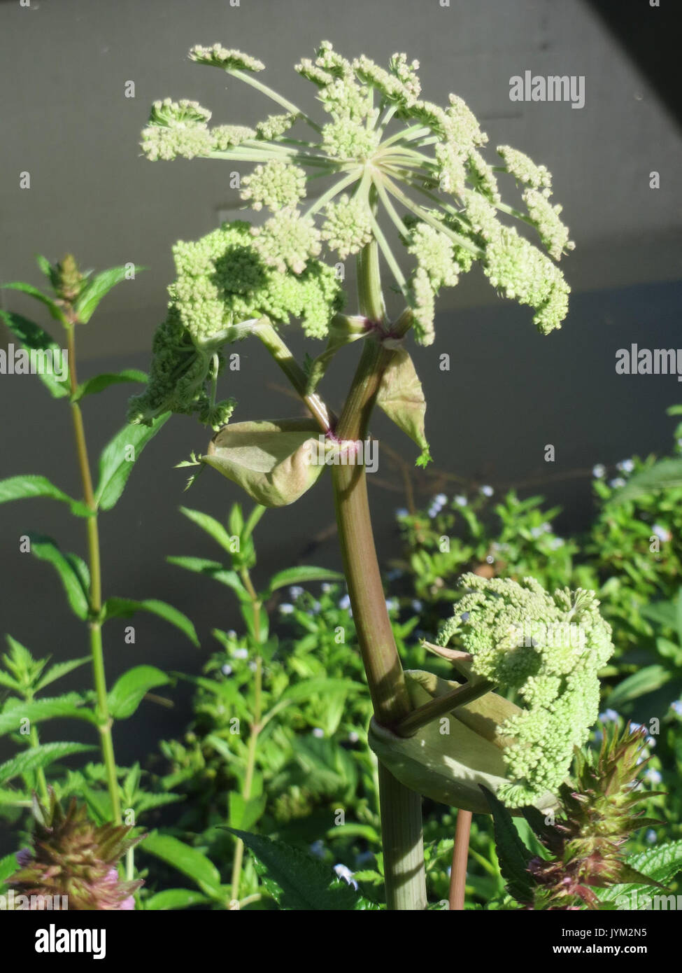 Flowers for damp shady areas hi-res stock photography and images - Alamy