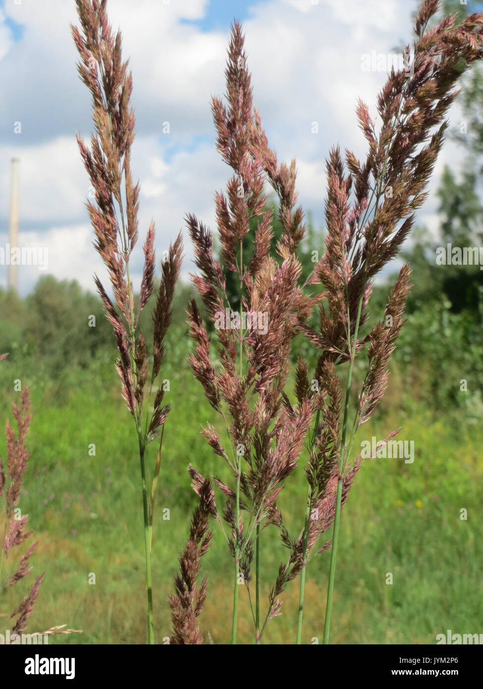 Holcus lanatus yorkshire fog grass hi-res stock photography and images ...