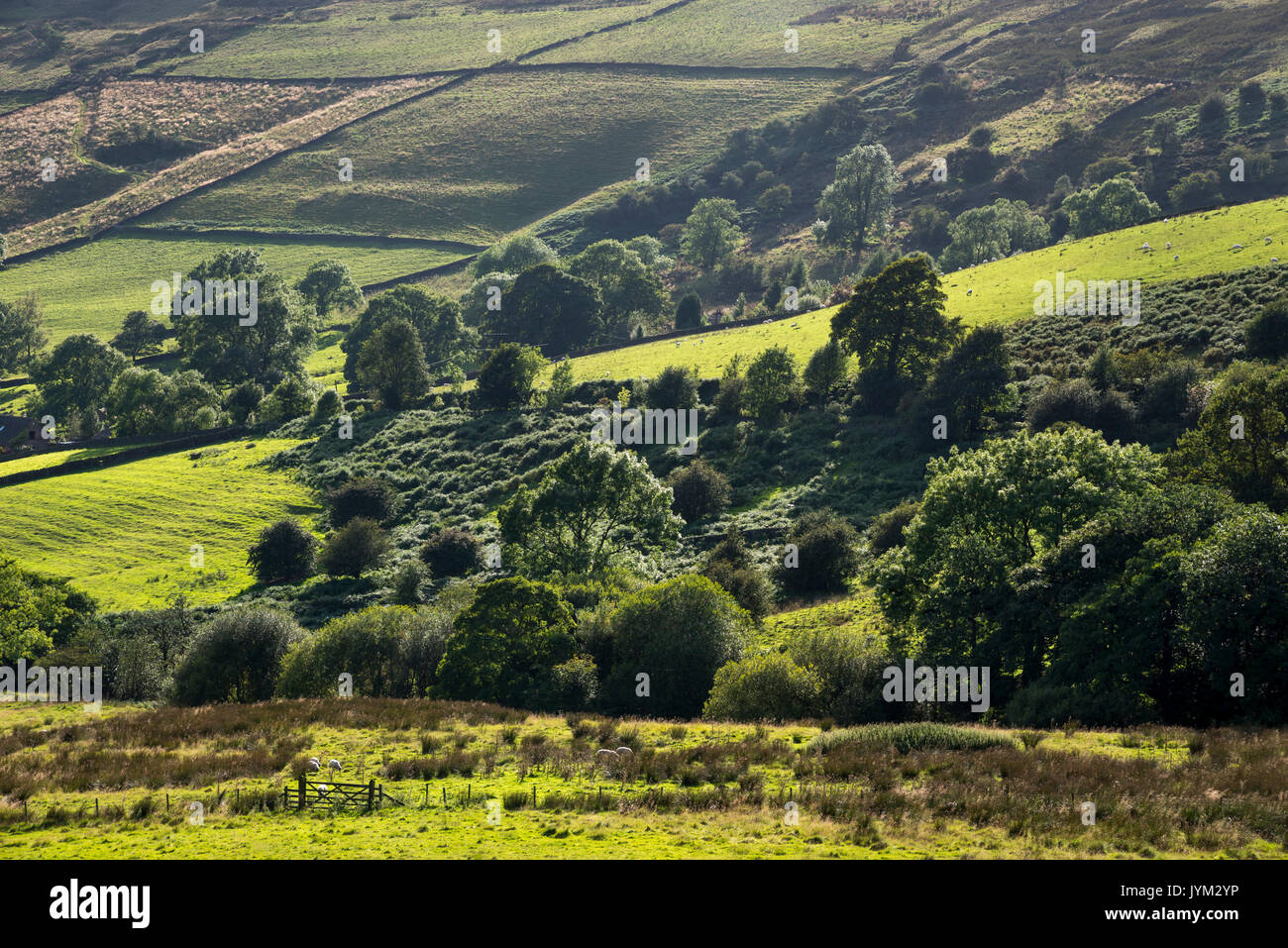 Beautiful green summer countryside in the hills of the High Peak in ...