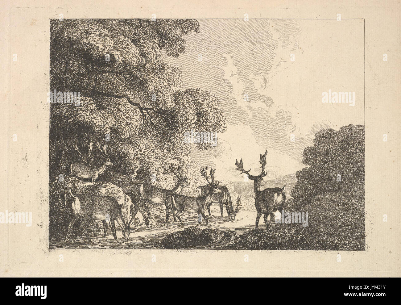 Forest landscape with stags hi-res stock photography and images - Alamy