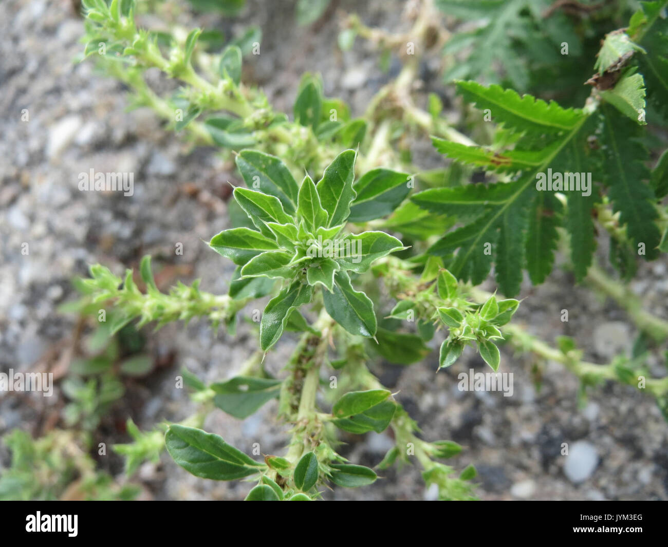 Amaranth species hi-res stock photography and images - Alamy