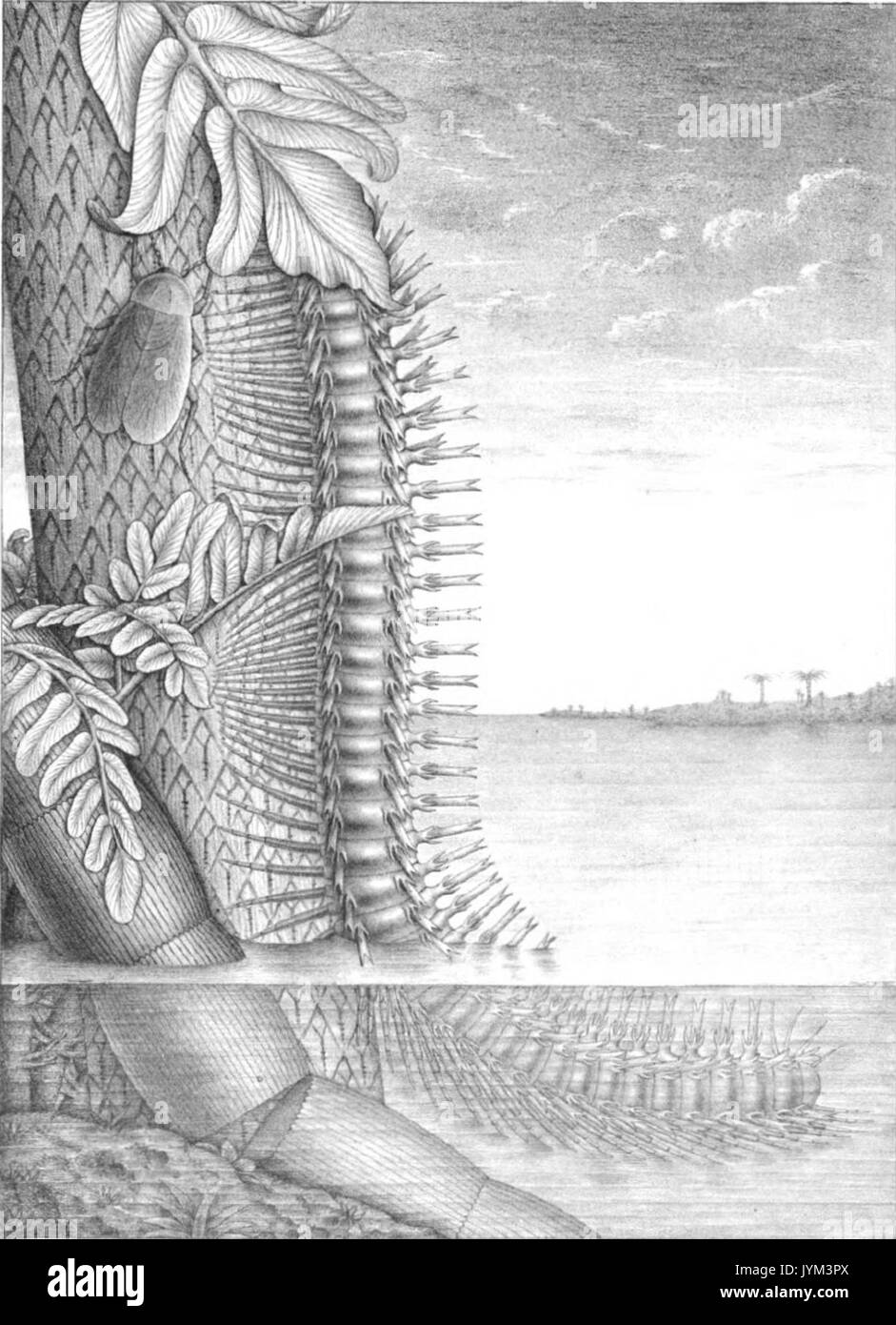 Host parasite insect Black and White Stock Photos & Images - Alamy