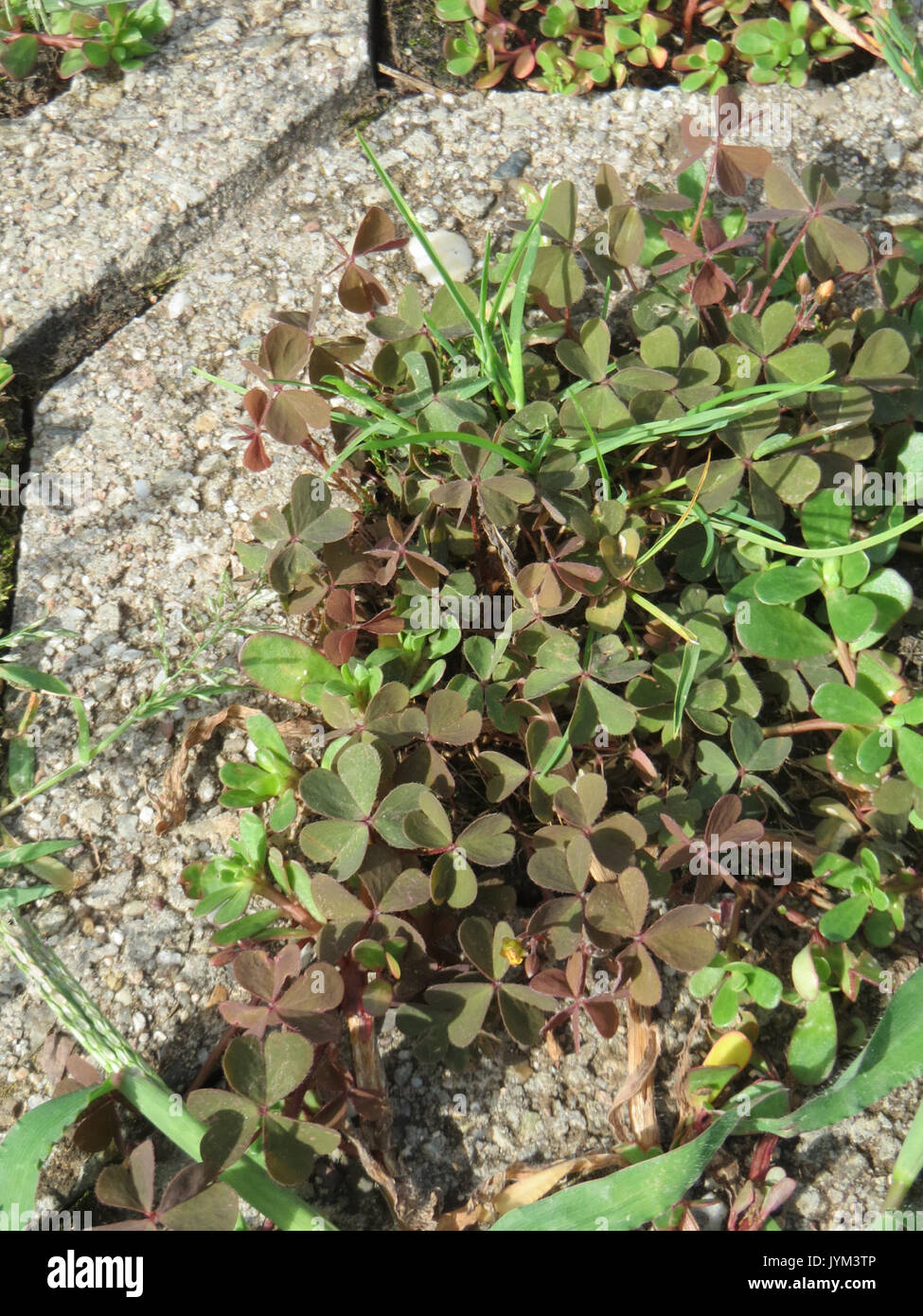 Oxalis corniculata weed hi-res stock photography and images - Alamy