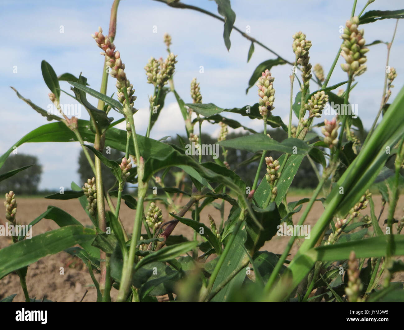 Lance shaped structure hi-res stock photography and images - Alamy