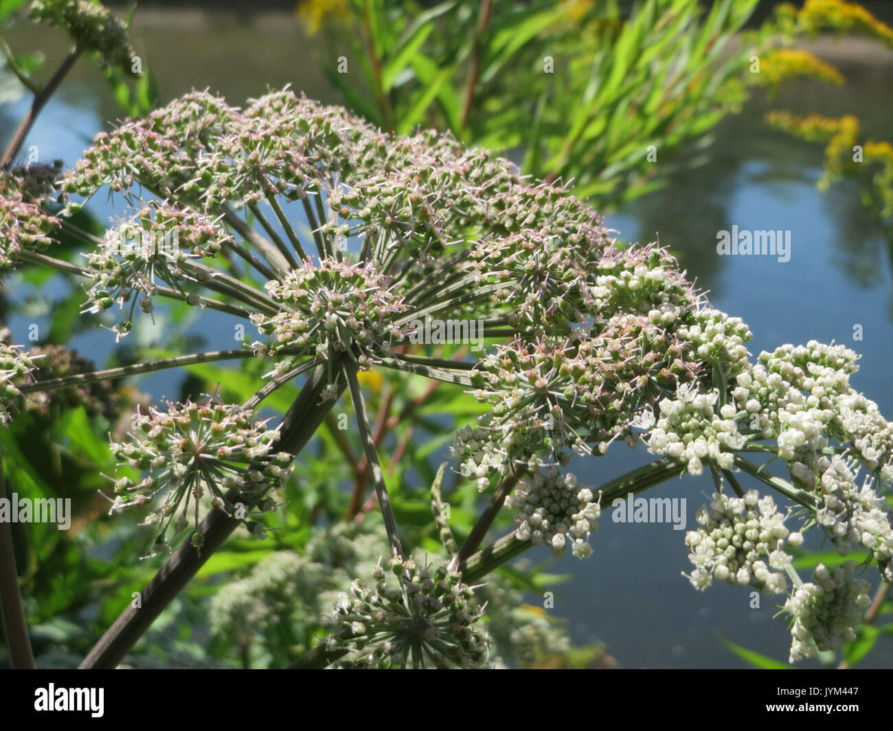 Umbrella shaped clusters hi-res stock photography and images - Alamy