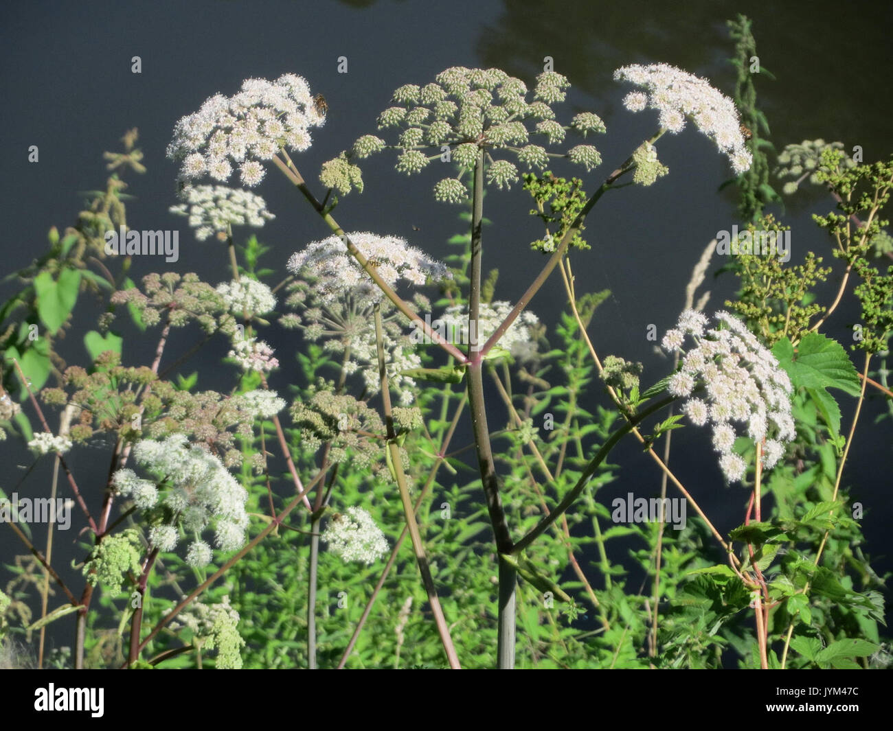 Umbrella shaped clusters hi-res stock photography and images - Alamy
