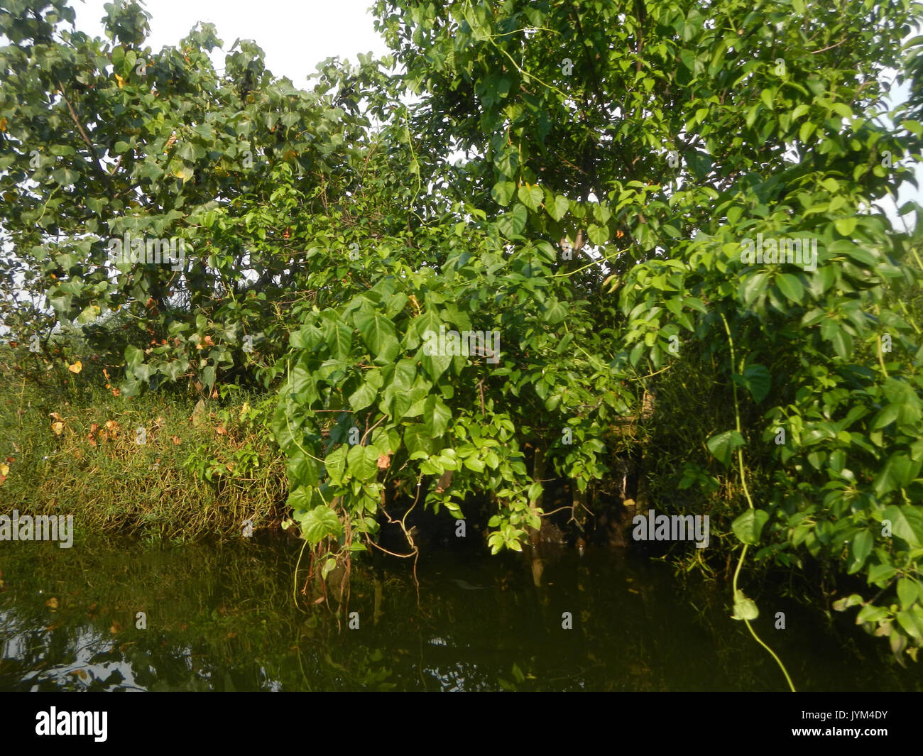 8092 Pamarawan Namayan Masile River Malolos City Districtfvf 18 Stock ...