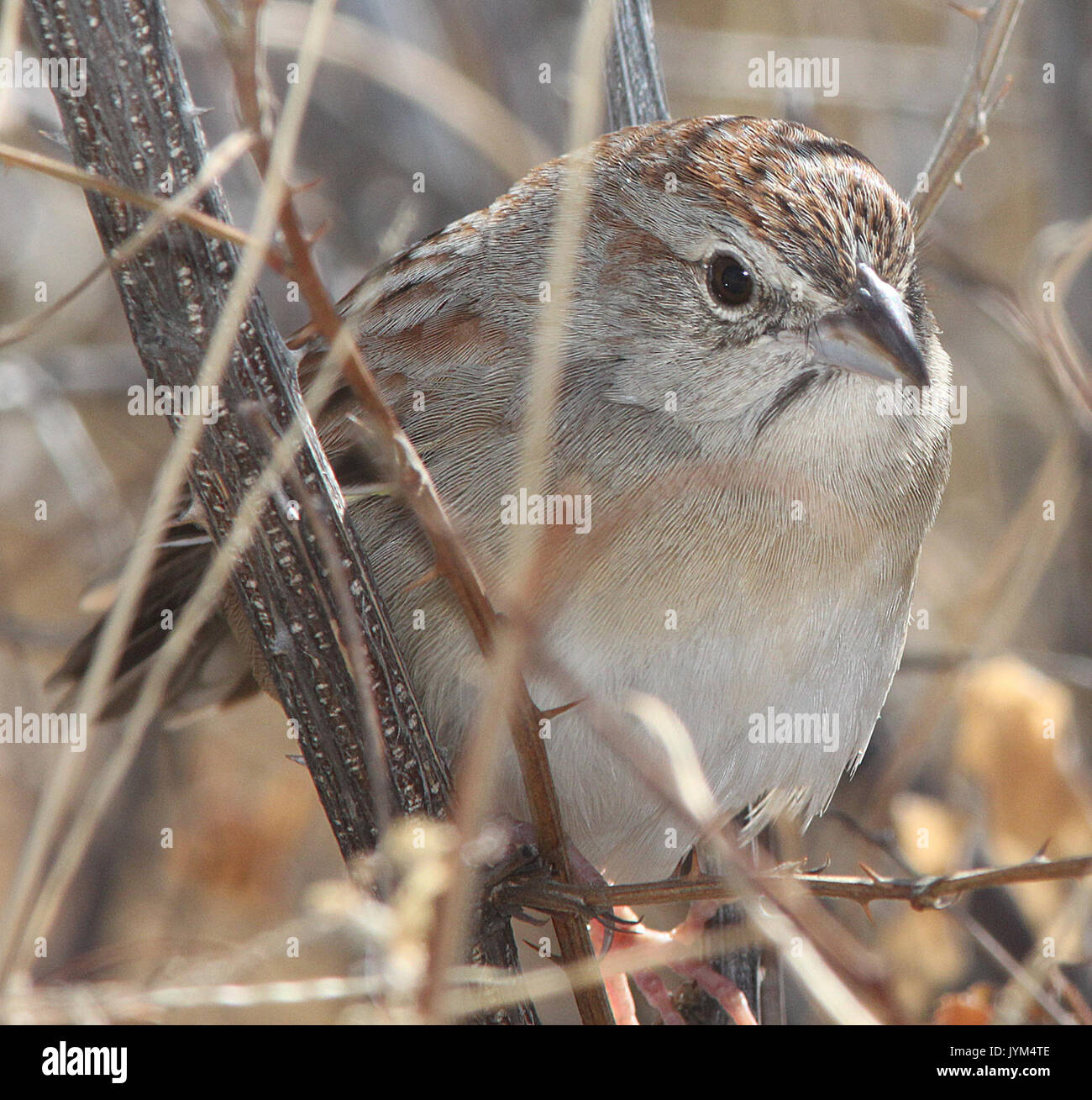 Botteris sparrow hi-res stock photography and images - Alamy