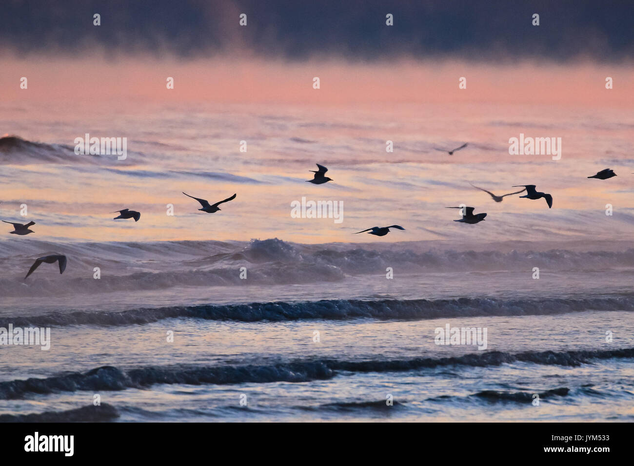 Flock of gulls flying low over the waves Stock Photo - Alamy