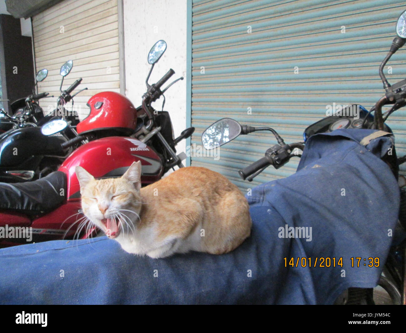 Cat on a motorcycle hi-res stock photography and images - Alamy