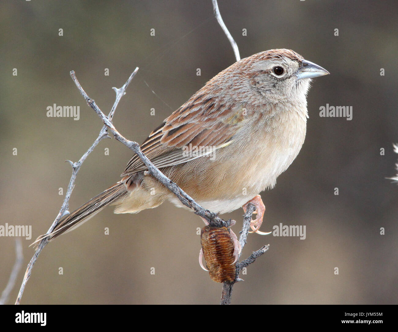 Botteris sparrow hi-res stock photography and images - Alamy