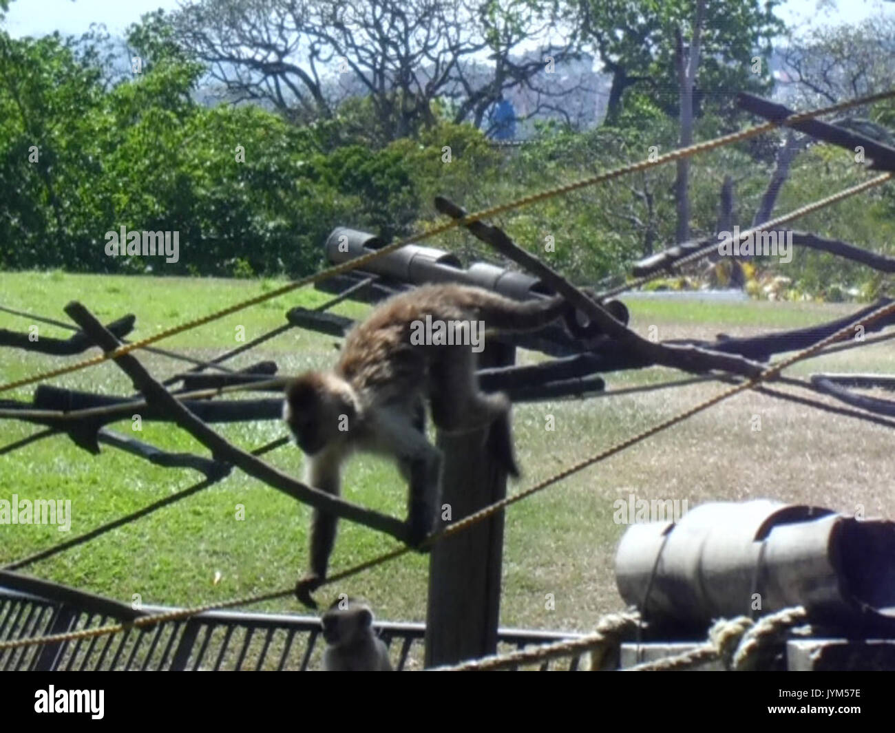 Monkey on bridge hi-res stock photography and images - Alamy