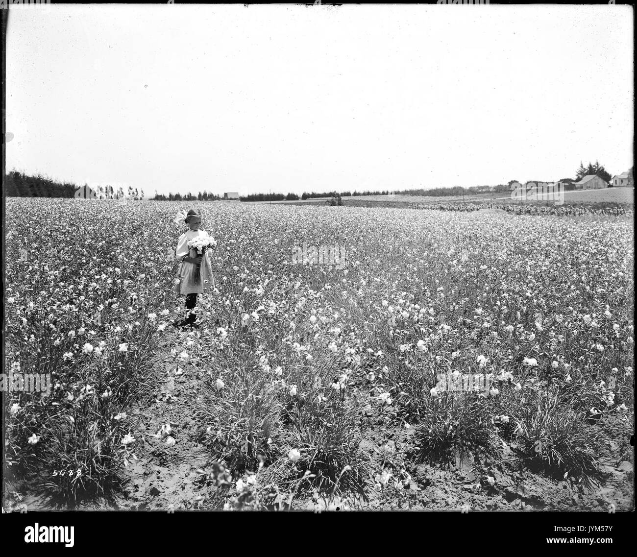 A child picking carnations in a carnation field at Redondo Beach, Los ...