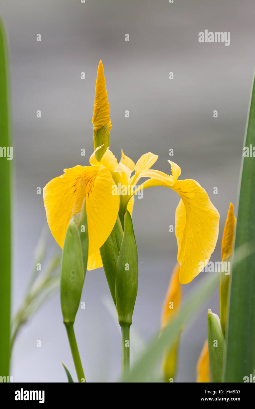 Yellow flag flower hi-res stock photography and images - Alamy