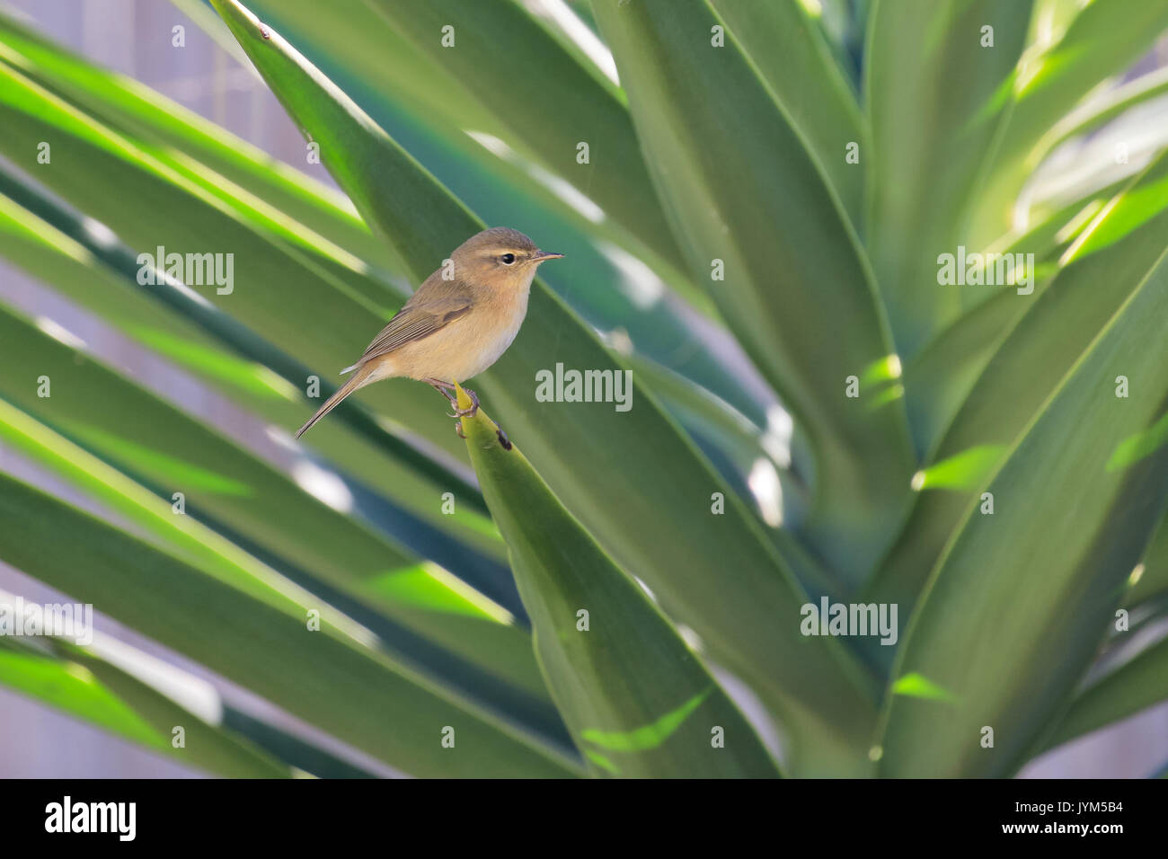 Phylloscopus canariensis canariensis hi-res stock photography and ...