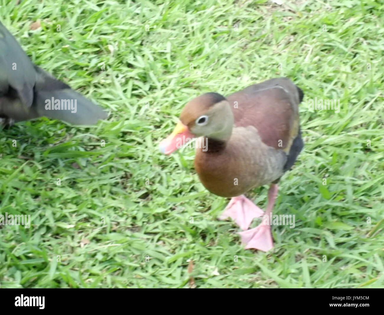 Genetic feather pattern hi-res stock photography and images - Alamy