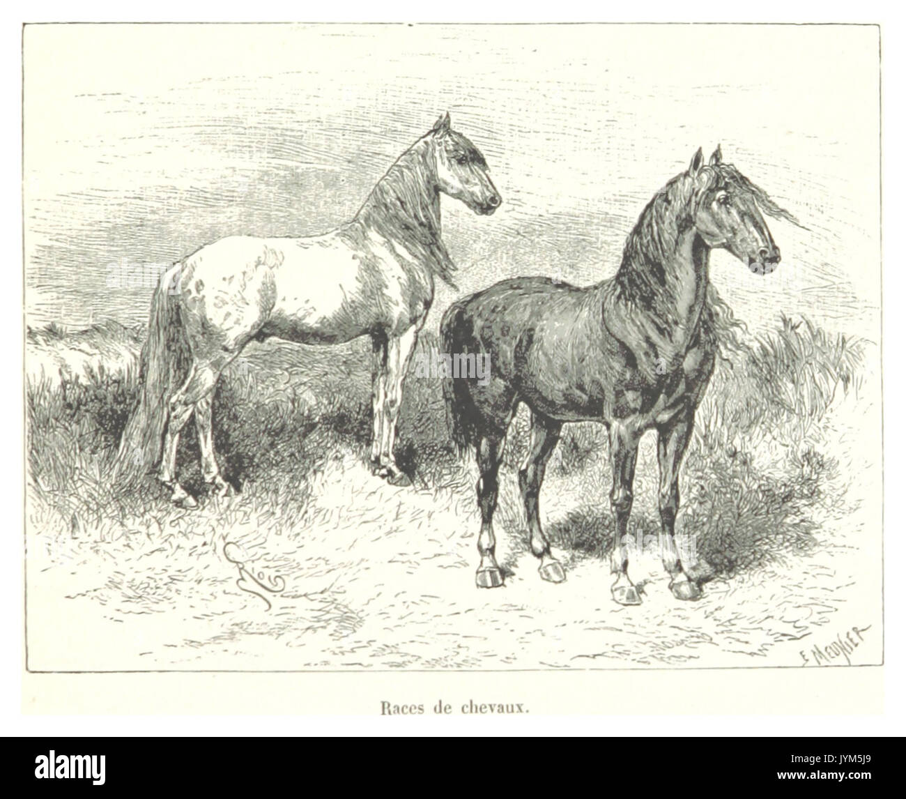 Types de chevaux Cut Out Stock Images & Pictures - Alamy