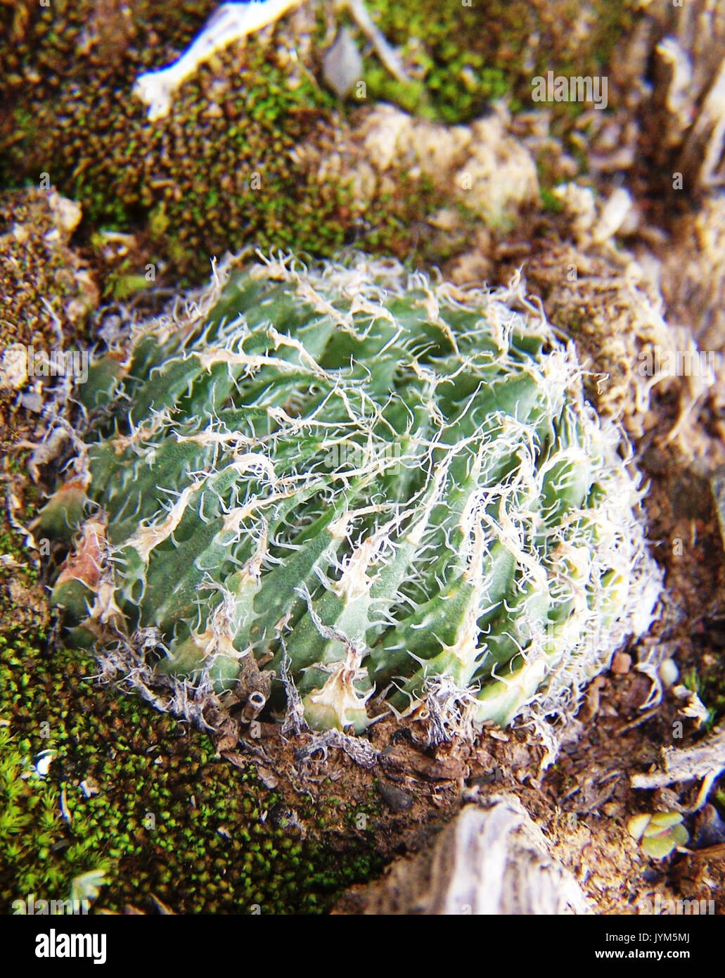 Haworthia arachnoidea hi-res stock photography and images - Alamy