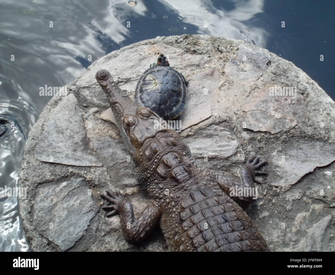 Science class turtle hi-res stock photography and images - Alamy