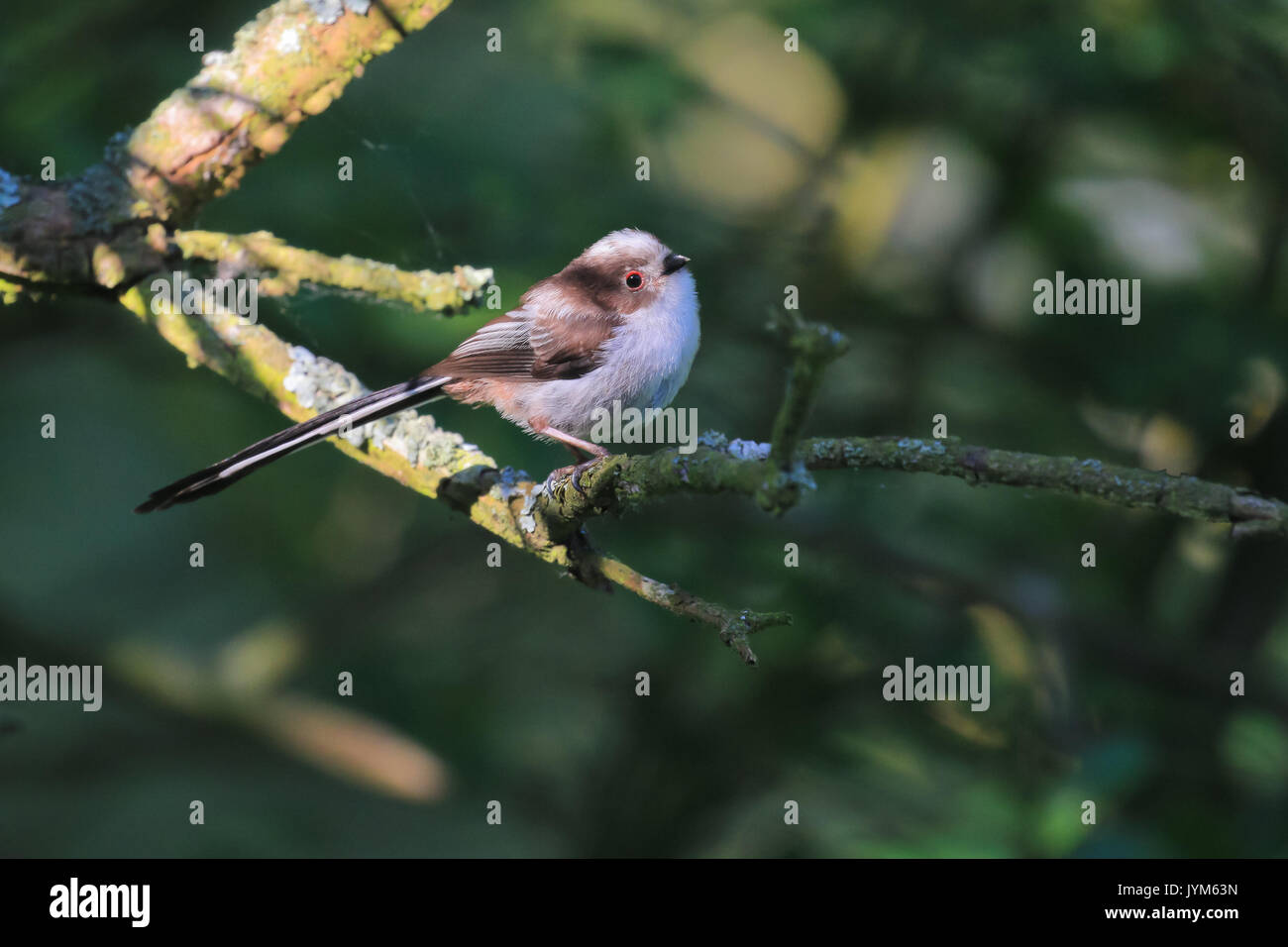 Juvenile Long-tailed Tit, Aegithalos caudatus Stock Photo - Alamy