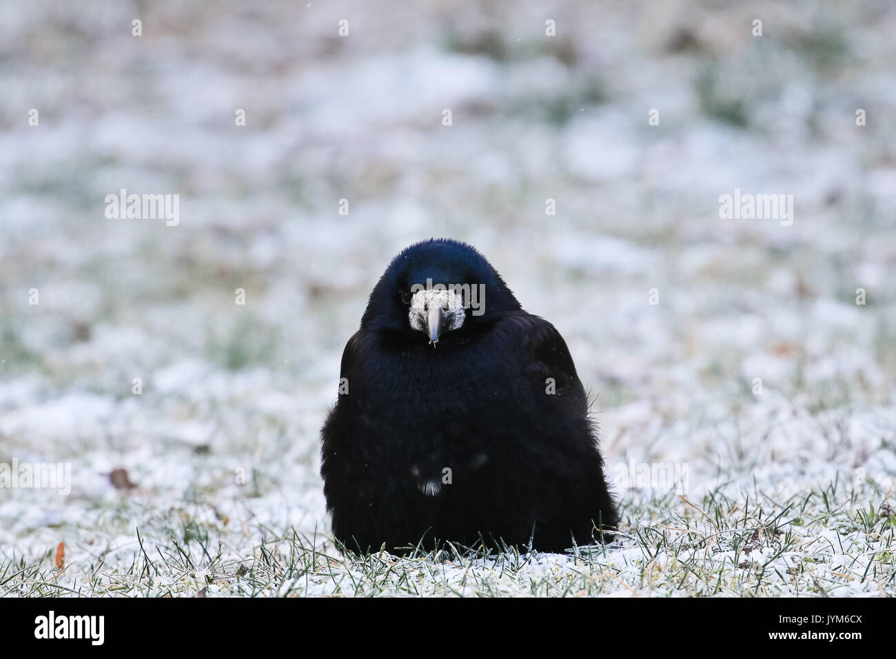 Rook, Corvus frugilegus sitting on ground in winter Stock Photo - Alamy