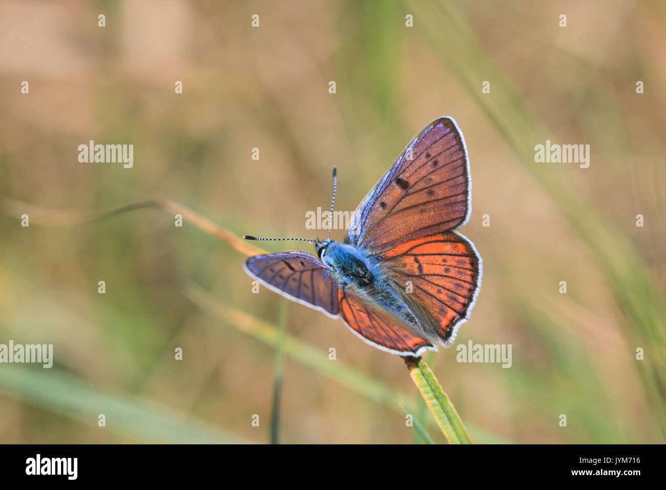 Male butterfly Purple-shot Copper, Lycaena alciphron Stock Photo - Alamy