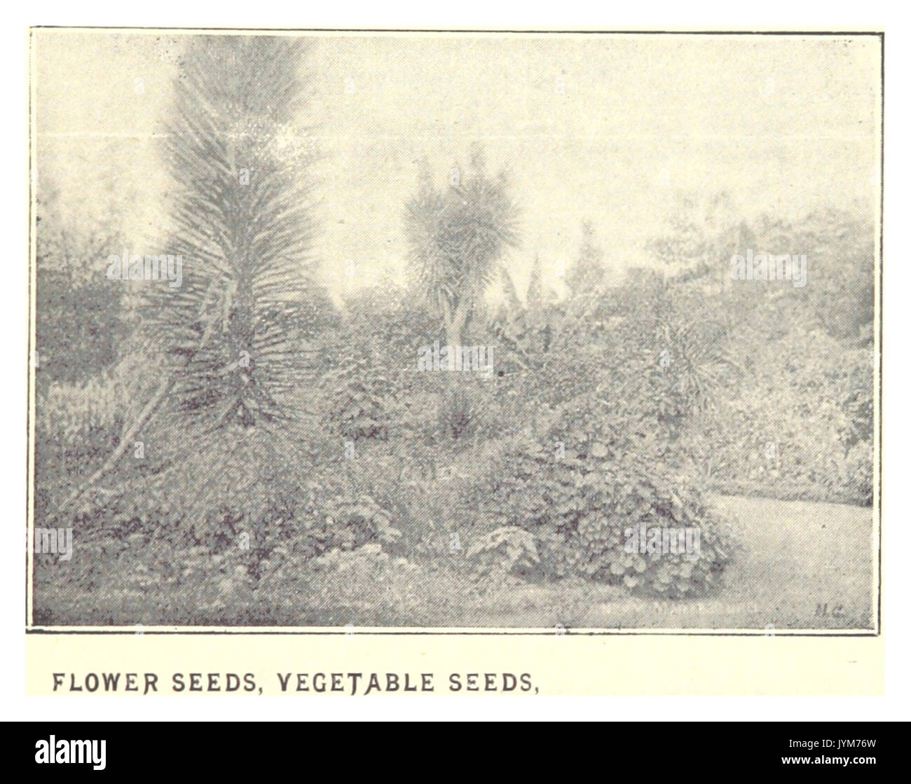 PMB 1898 Park scene, Flower seeds, Vegetable seeds Stock Photo - Alamy