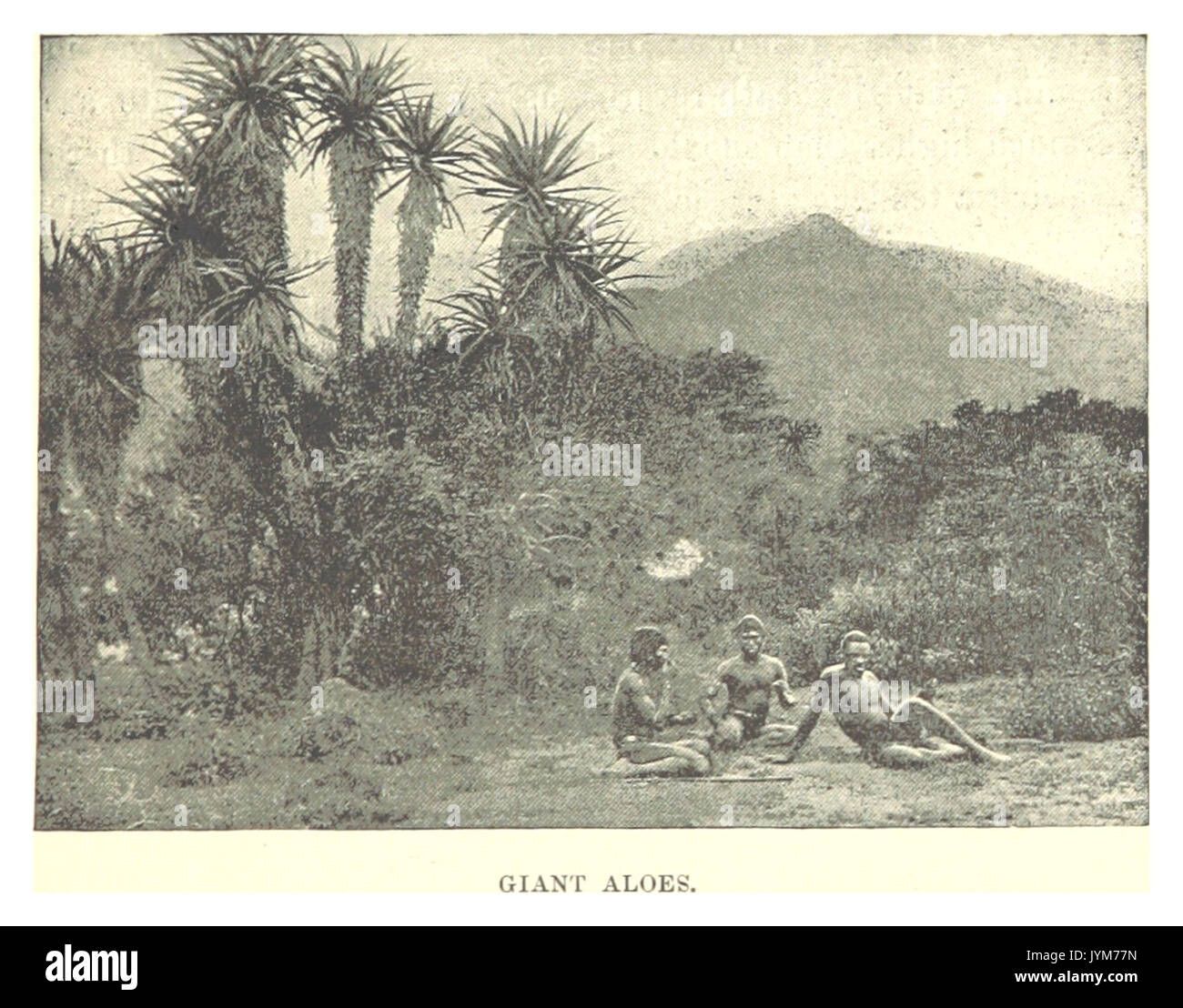 Cactus giant Cut Out Stock Images & Pictures - Alamy