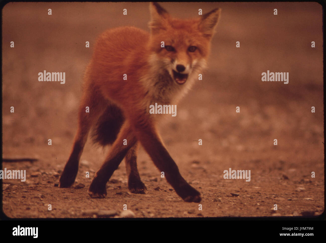Fox lake map hi-res stock photography and images - Alamy
