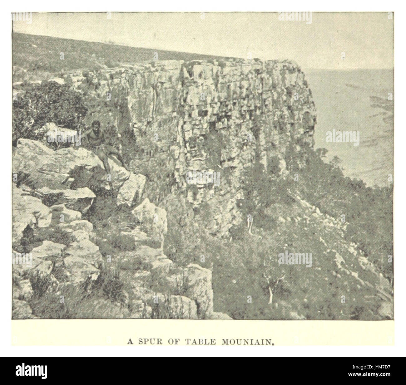 Table spur hi-res stock photography and images - Alamy