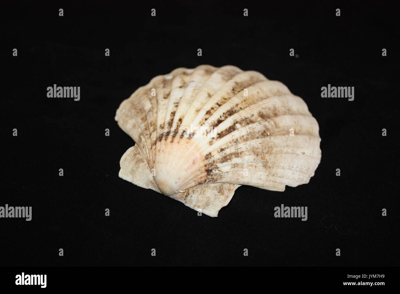 Scallop shape hi-res stock photography and images - Alamy