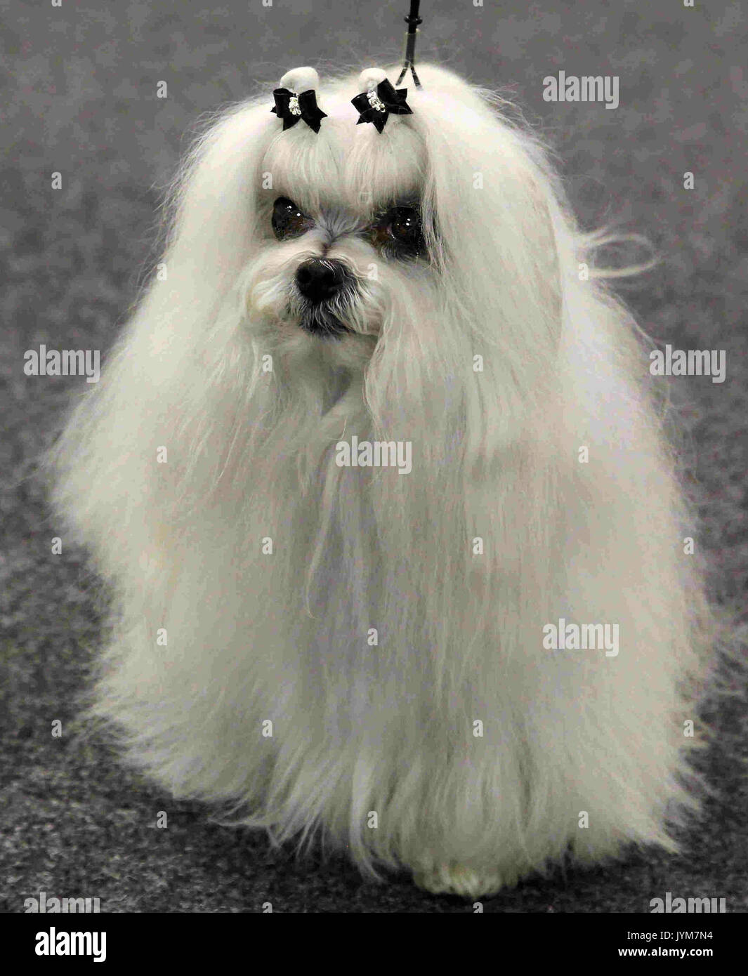 A top winning Maltese Stock Photo - Alamy