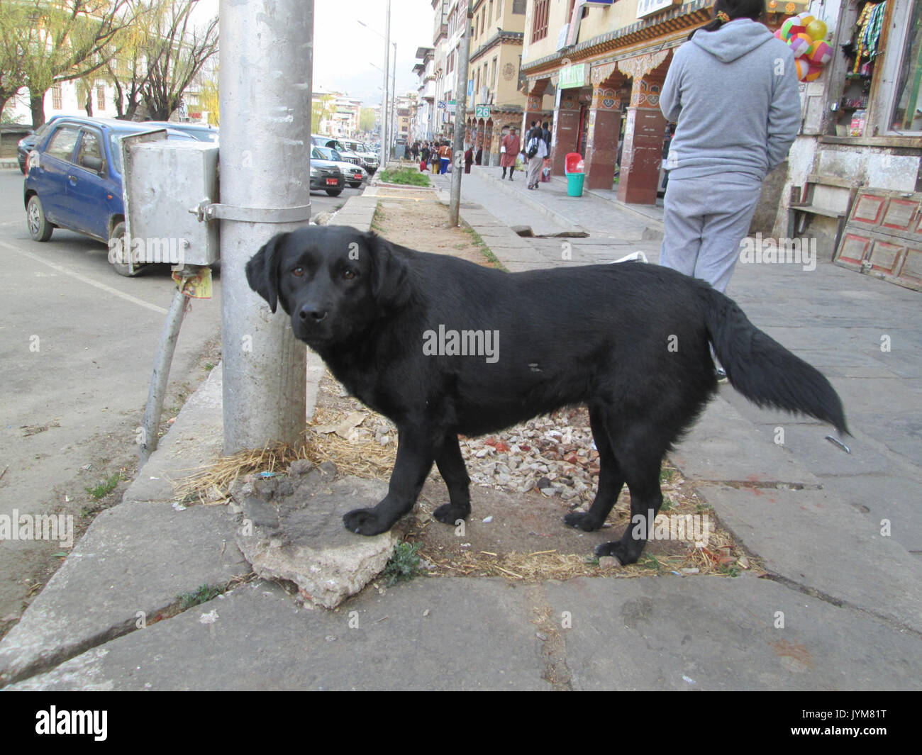 Stray life hi-res stock photography and images - Alamy