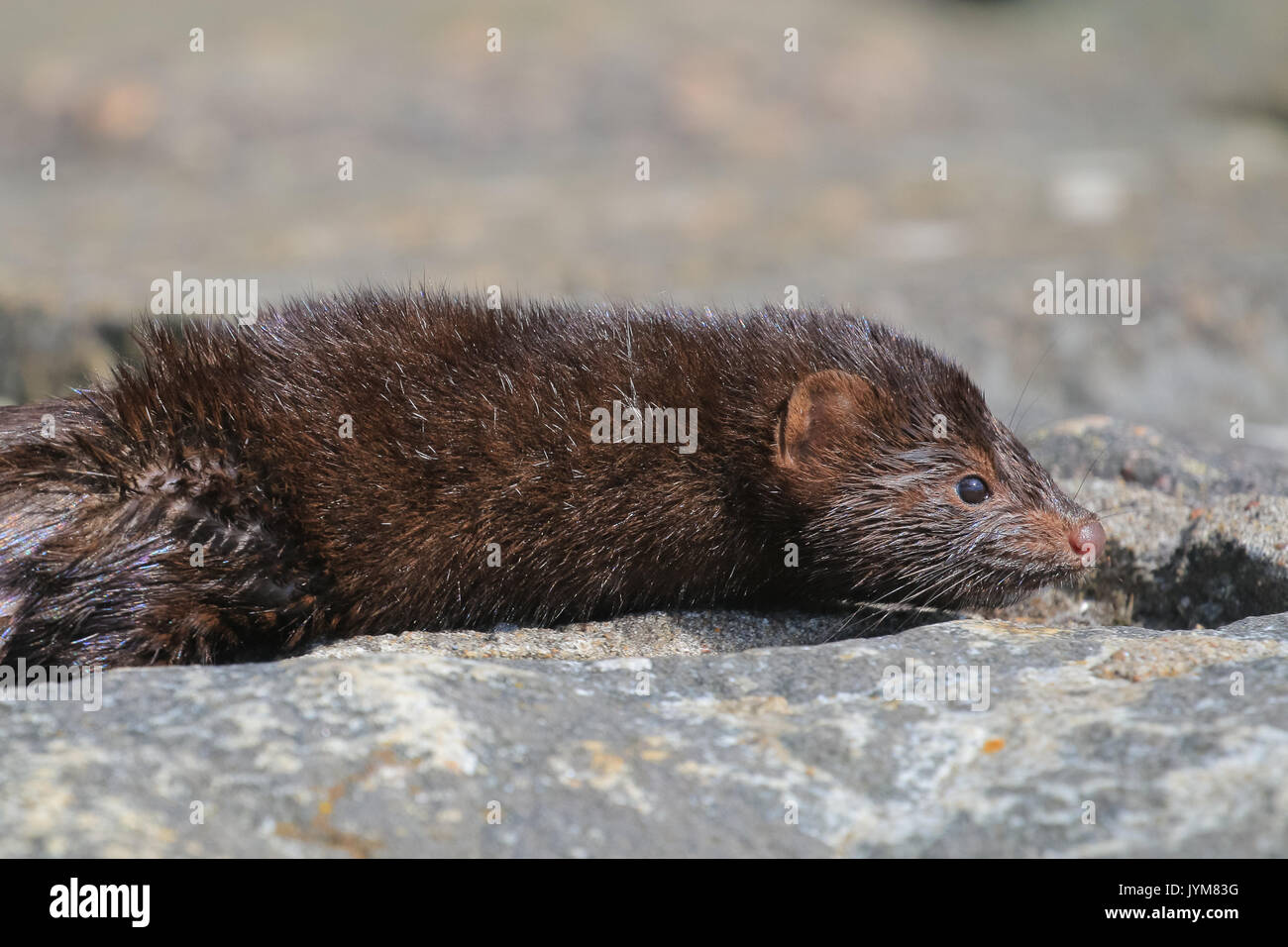American mink, Neovison vison Stock Photo - Alamy