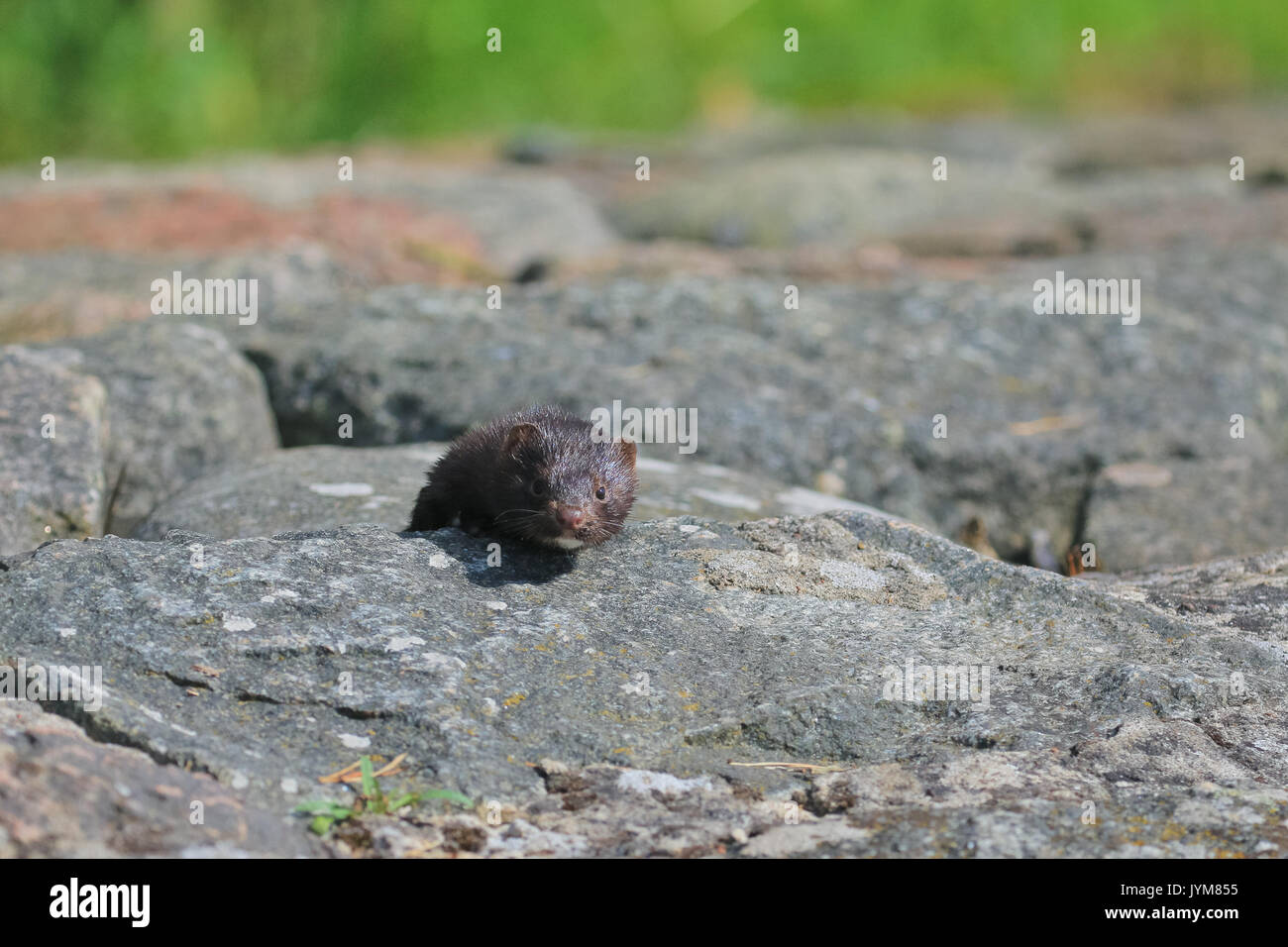 Wild mink hi-res stock photography and images - Alamy