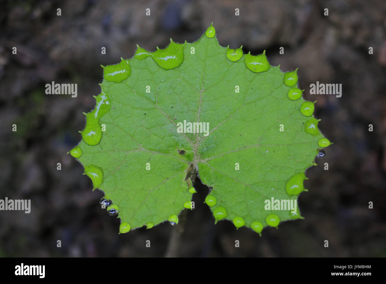 Green leaf with water droplets Stock Photo - Alamy