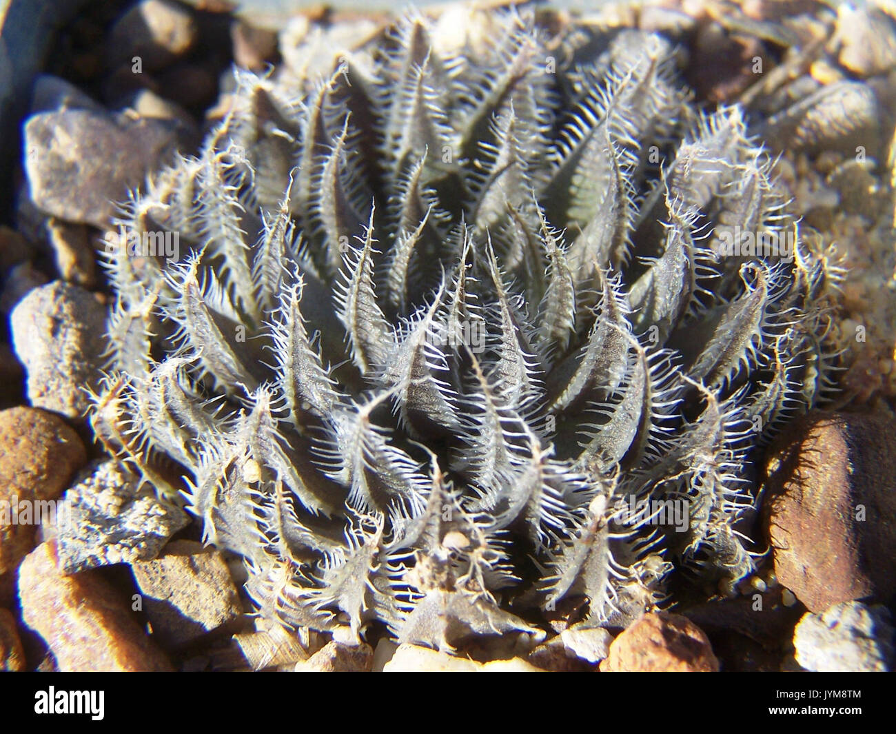 Haworthia arachnoidea hi-res stock photography and images - Alamy